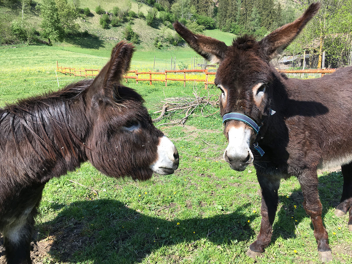 RIEPLHOF - Urlaub inmitten von Wiesen und Bergen bei Sterzing